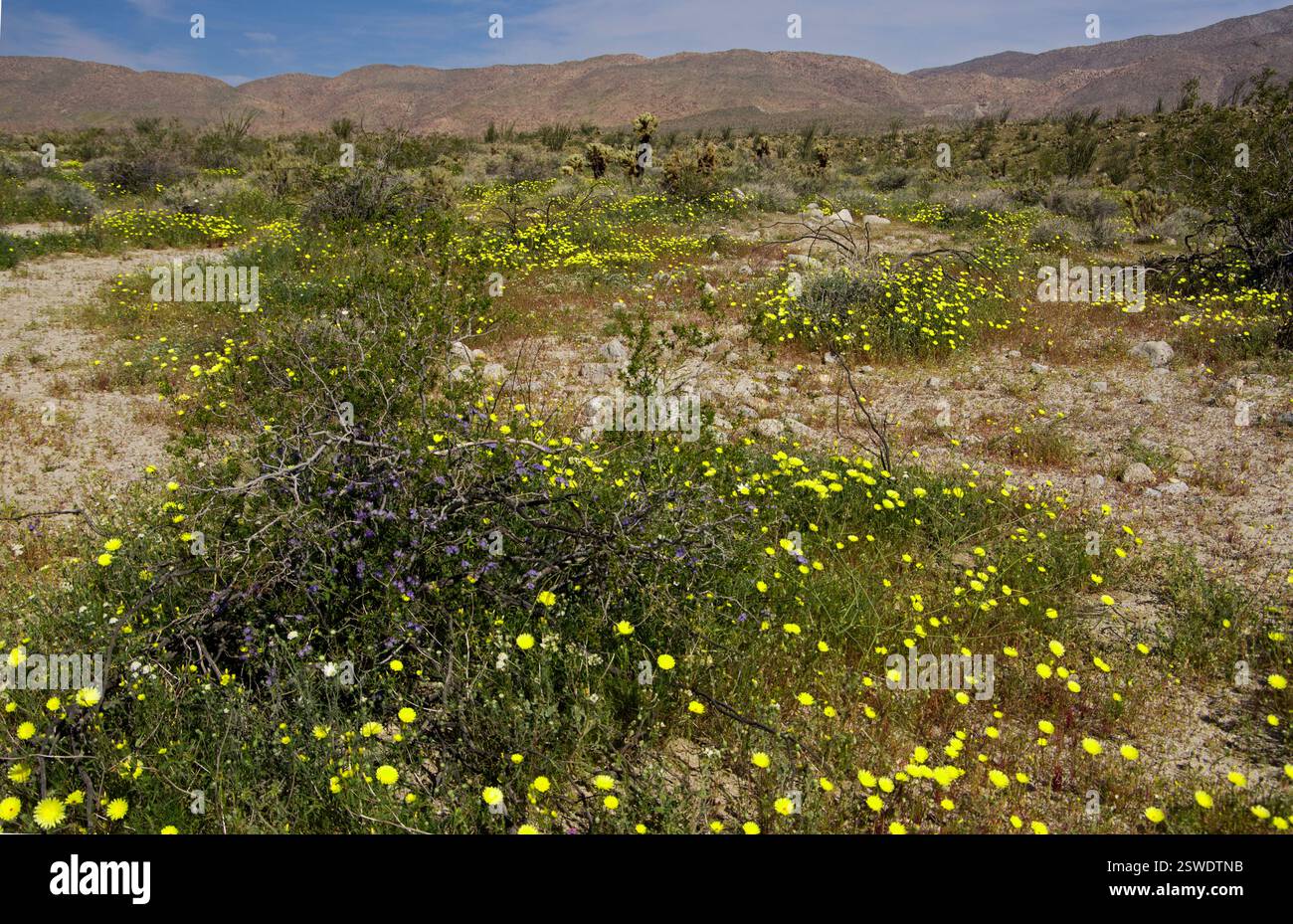 Golden Yarrow, super bloom covers the ground for miles Stock Photo - Alamy