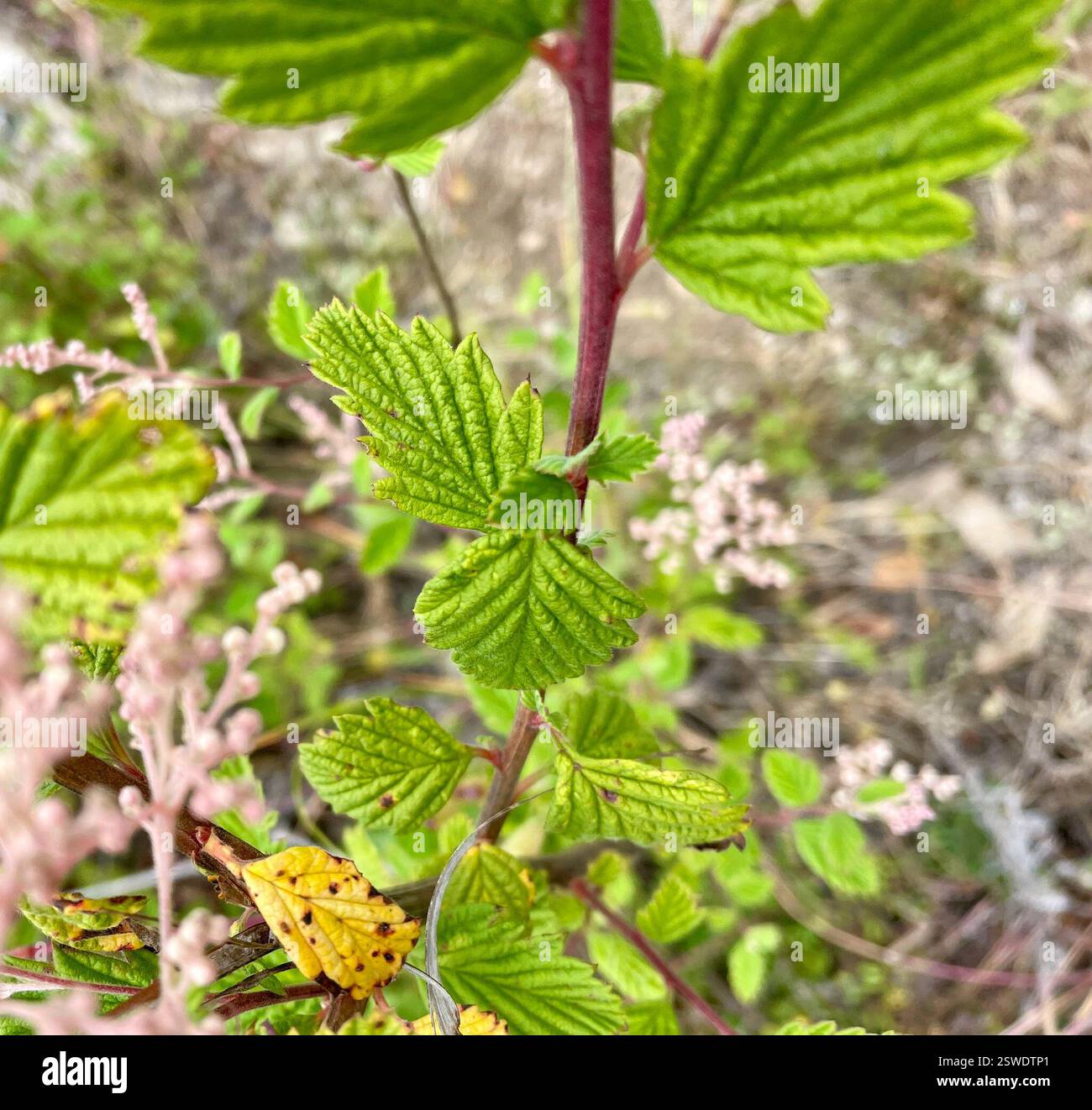 Ocean spray (Holodiscus discolor), Plantae, Garrapata State Park ...
