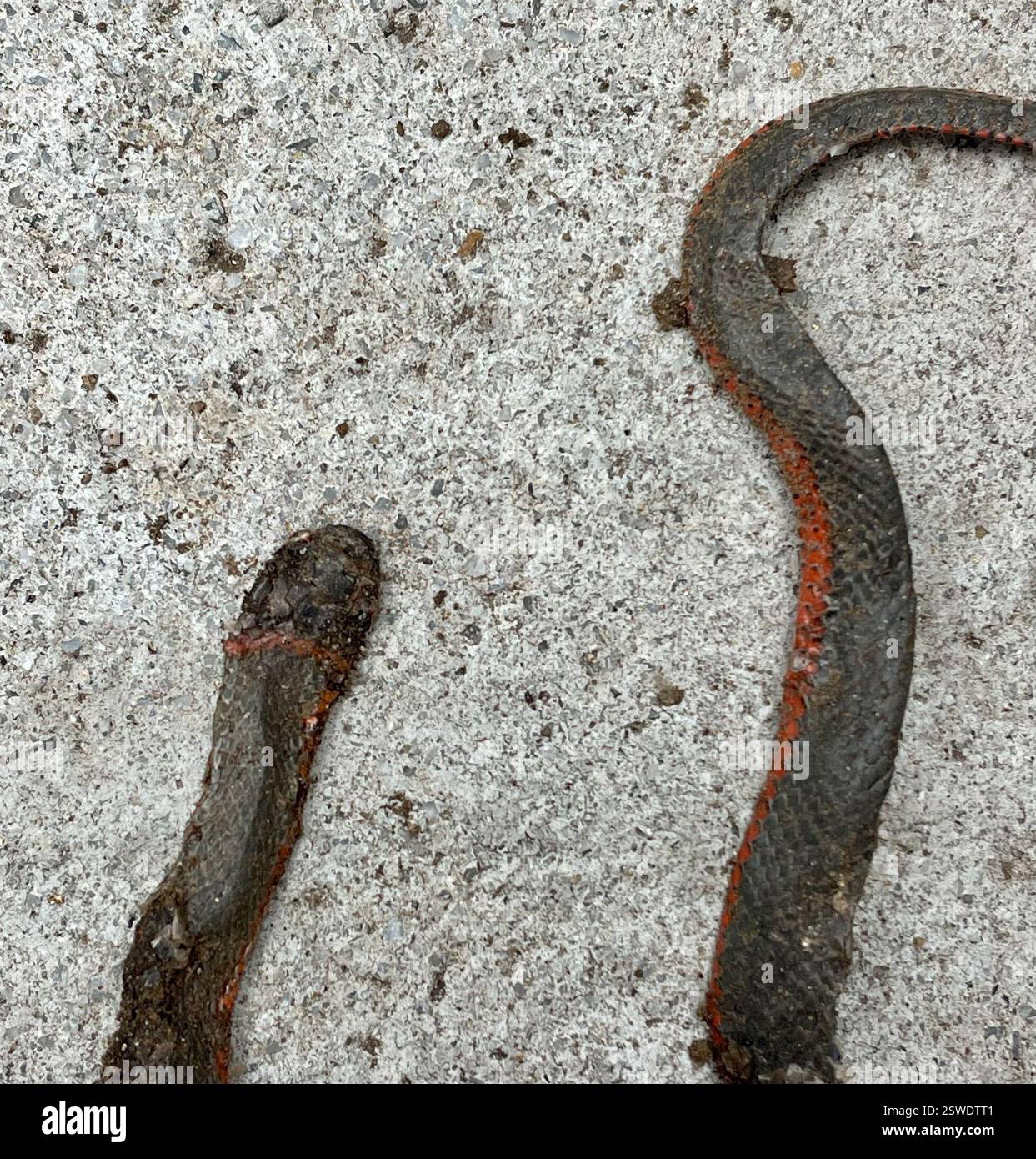 Monterey Ringneck Snake (Diadophis punctatus vandenburgii), Reptilia ...