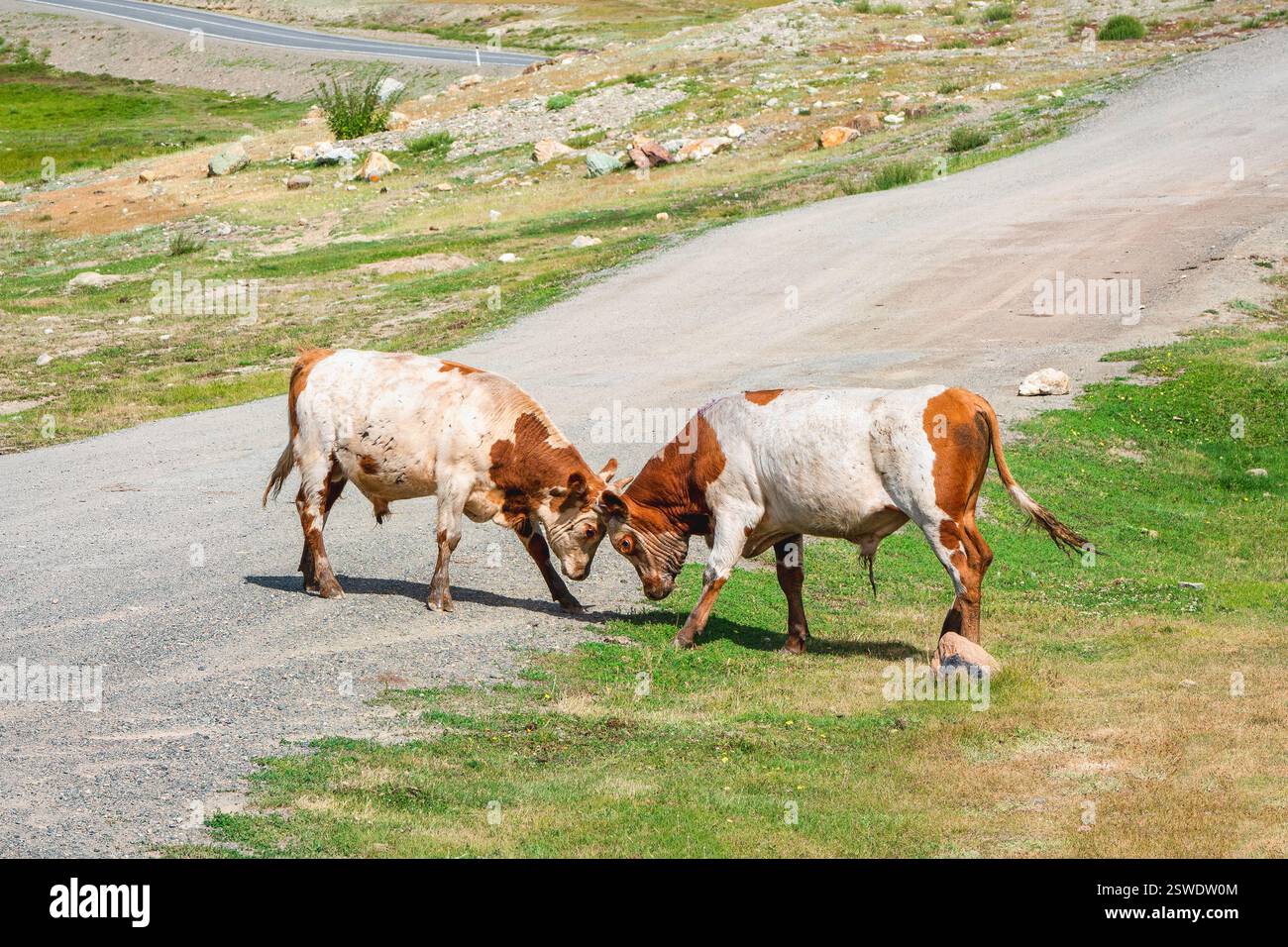 Two bulls on the road to measure their strength Stock Photo - Alamy