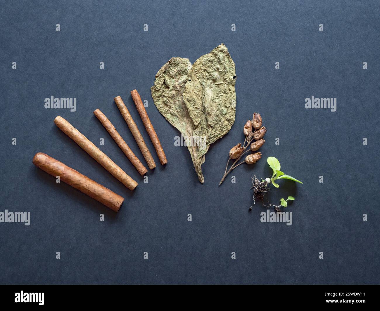 Various stages in the production of cigars. Finished cigars Stock Photo ...