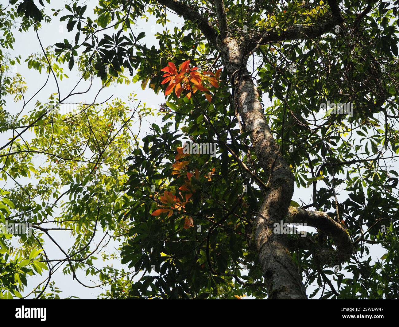 Red Machilus (Machilus thunbergii), Plantae, 台灣新北市 Stock Photo - Alamy