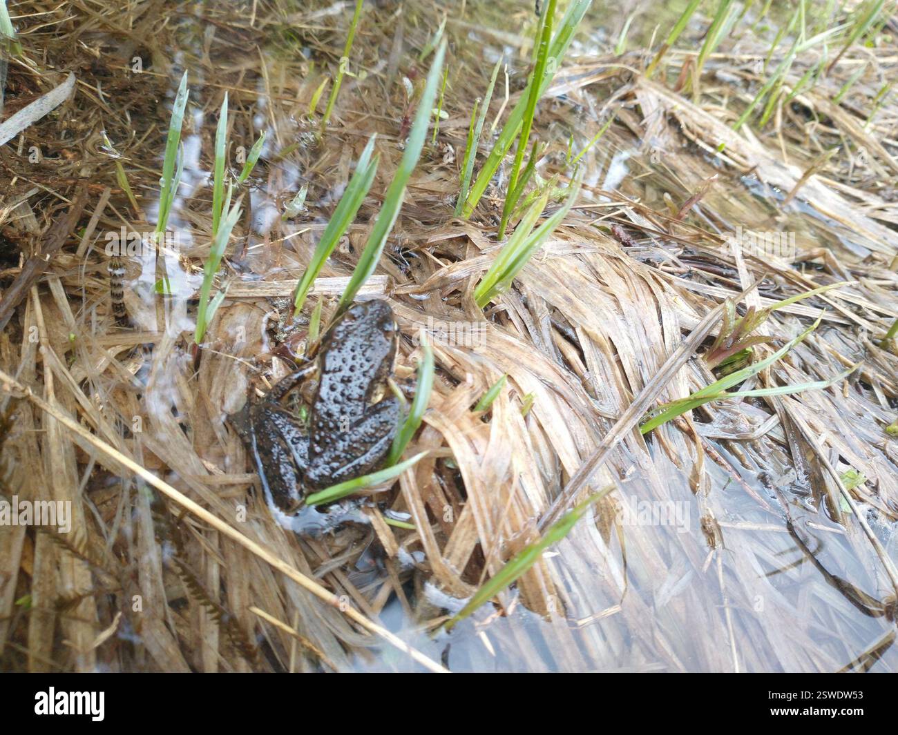 Cascades Frog (Rana cascadae), Amphibia, Oregon, US Stock Photo - Alamy