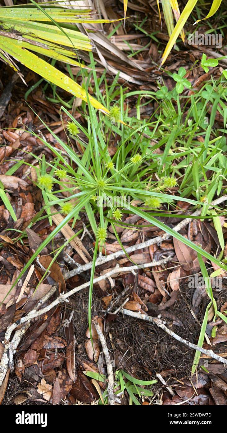 Baldwin's Flatsedge (Cyperus croceus), Plantae, Orange City Stock Photo ...