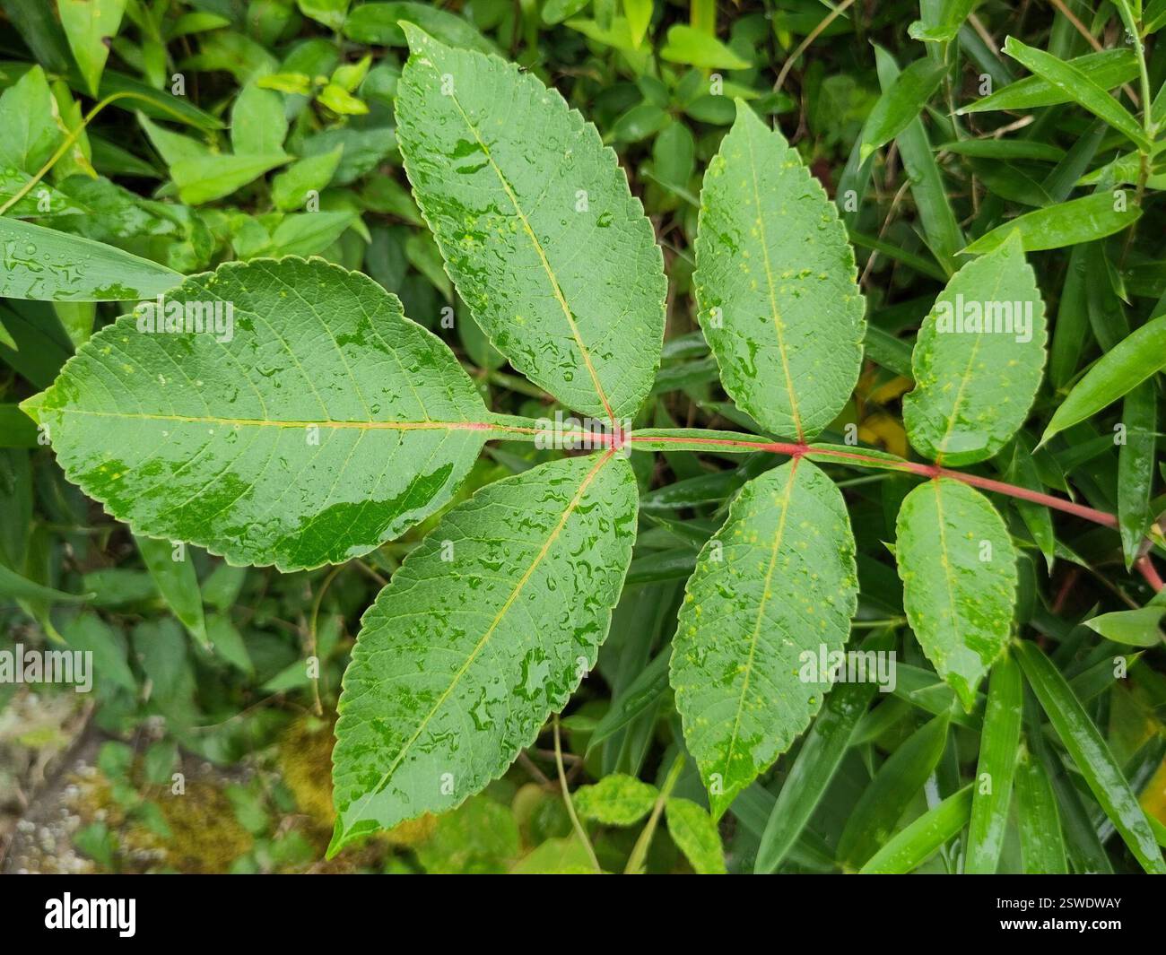 Chinese sumac (Rhus chinensis), Plantae, Tonoshō, JP-OY, Seto - Naikai ...