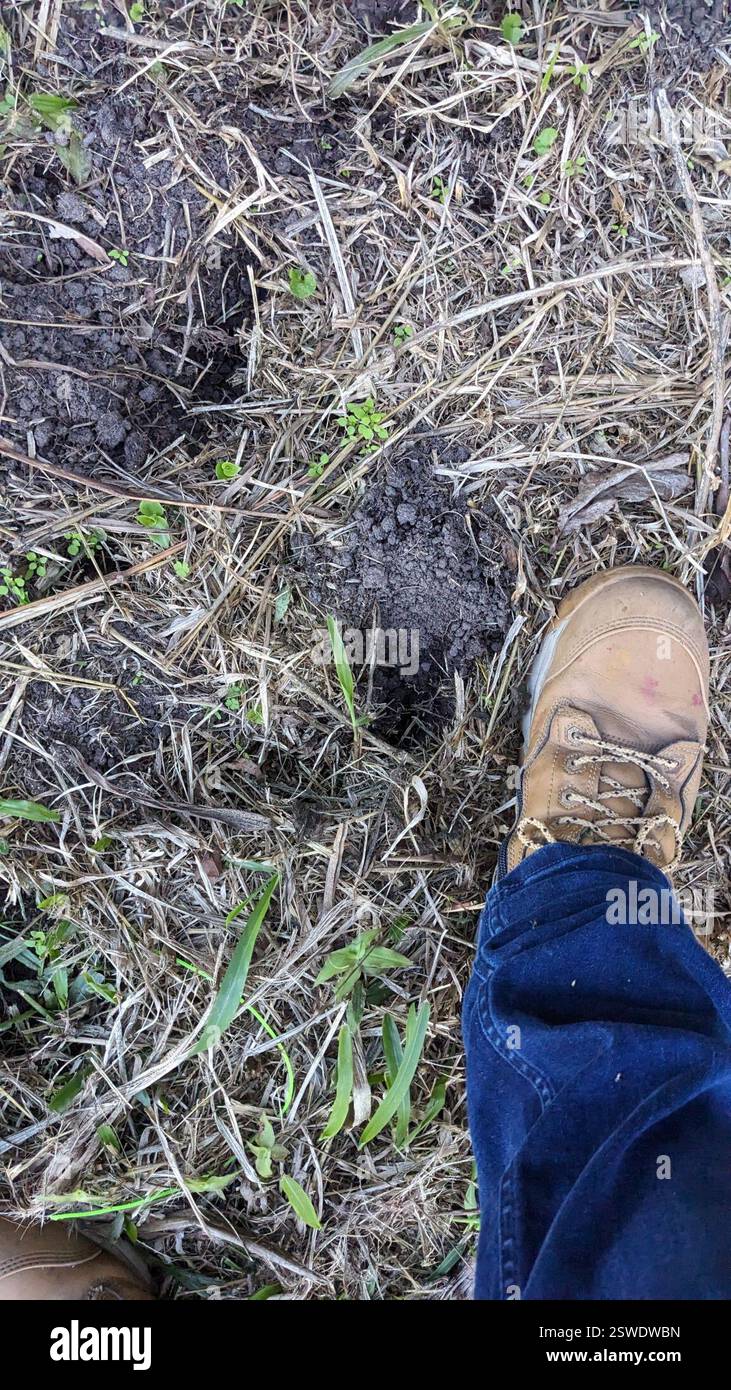 Bandicoots (Peramelidae), Mammalia, New South Wales, AU, Suspected ...