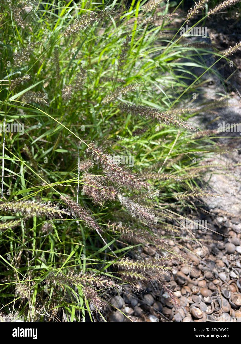 buffelgrass (Cenchrus ciliaris), Plantae, Hawaii County, HI, USA Stock ...