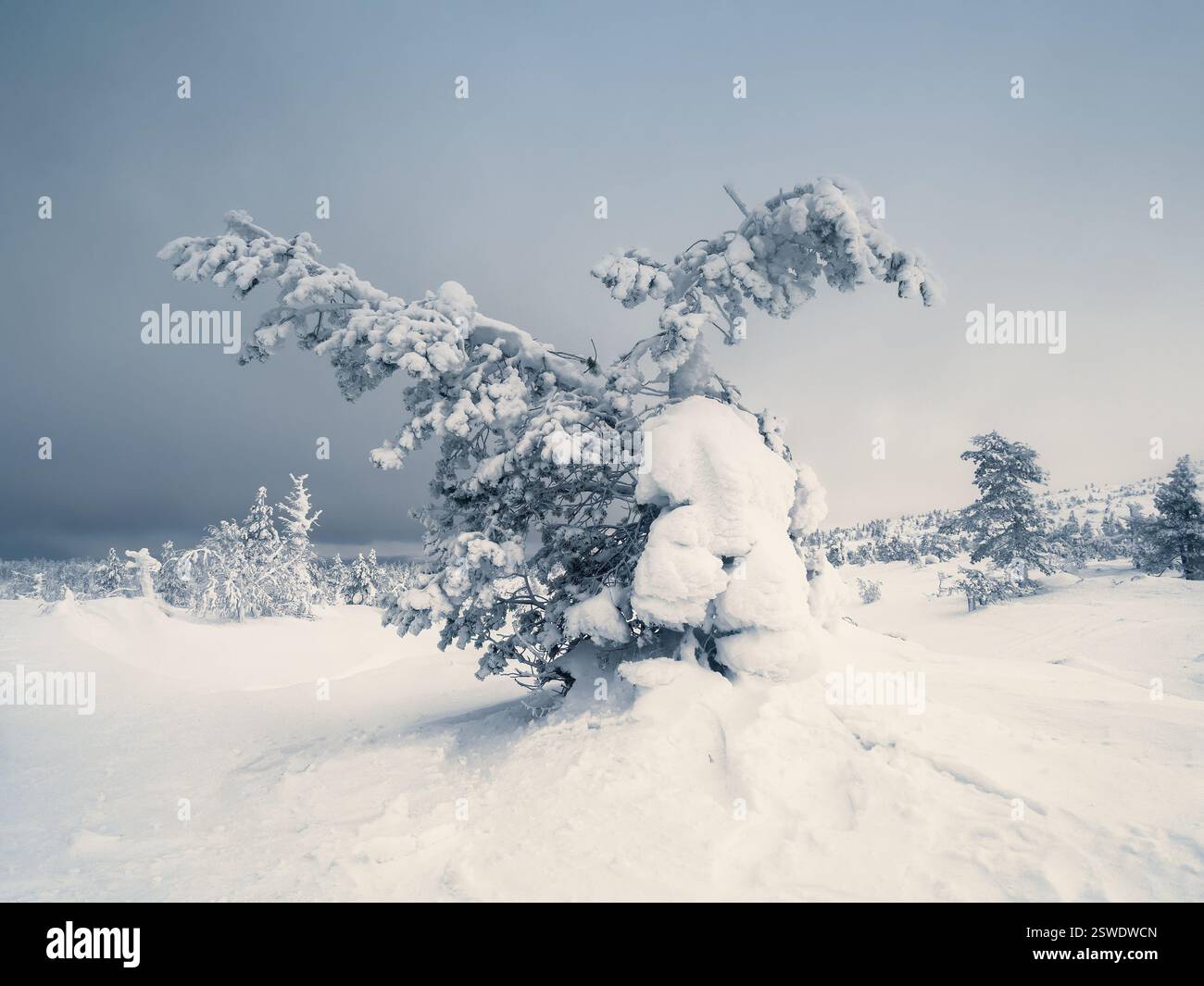 Magical bizarre silhouettes of trees are plastered with snow at night ...