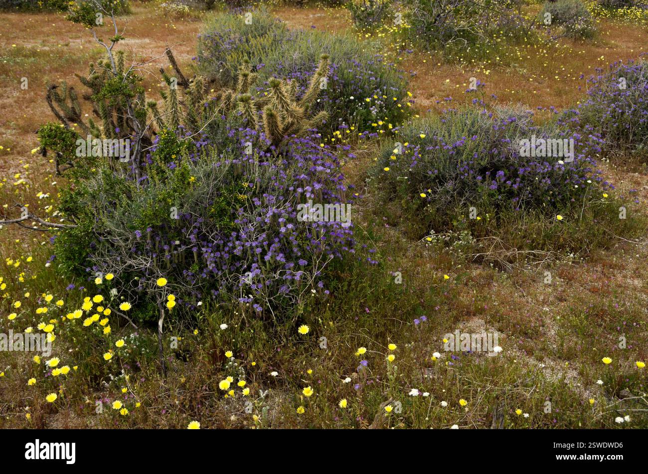 Indigo Blue bush, Yellow Daisy, white daisy, Mason Valley Cholla plants ...