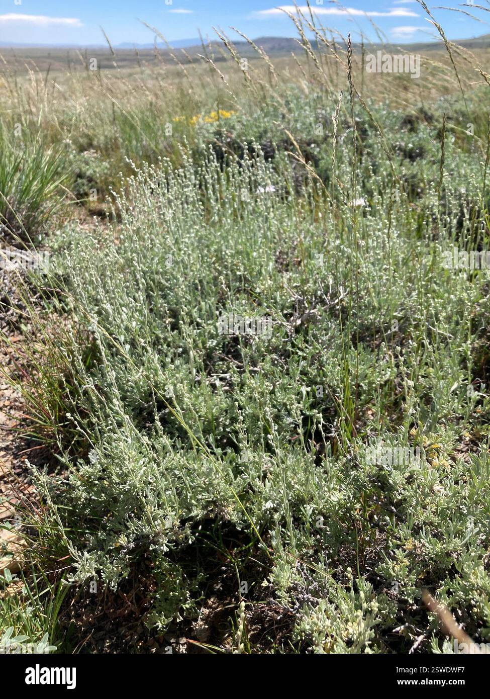 Threetip Sagebrush (Artemisia tripartita), Plantae, Saratoga, WY, US ...