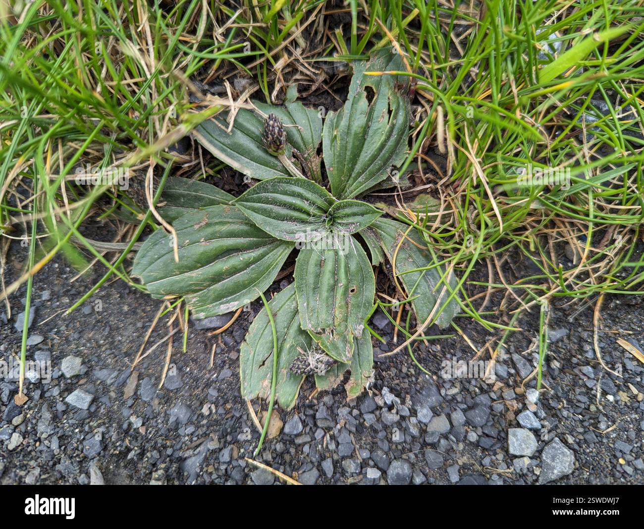 ribwort plantain (Plantago lanceolata), Plantae, Lislorkan North, Co ...