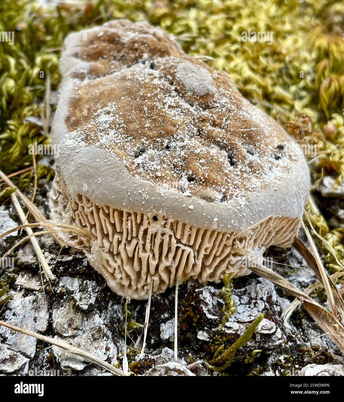 Labyrinthine function hi-res stock photography and images - Alamy