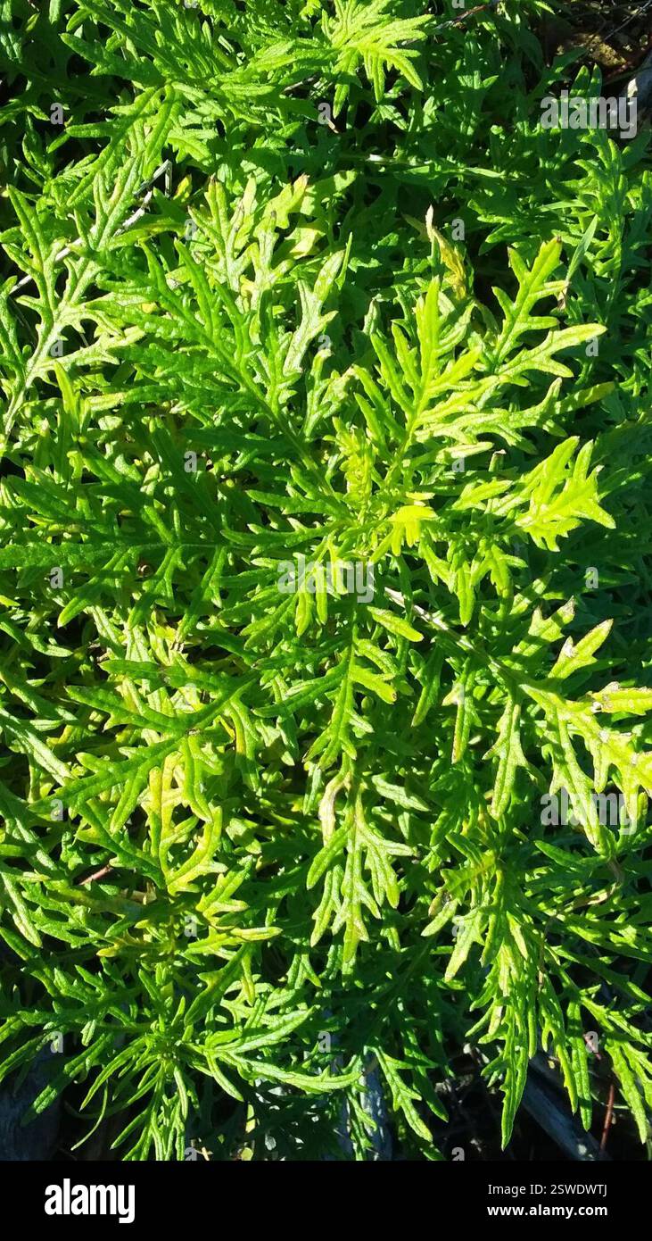 Australian Fireweed (Senecio bipinnatisectus), Plantae, Boulder Bank ...