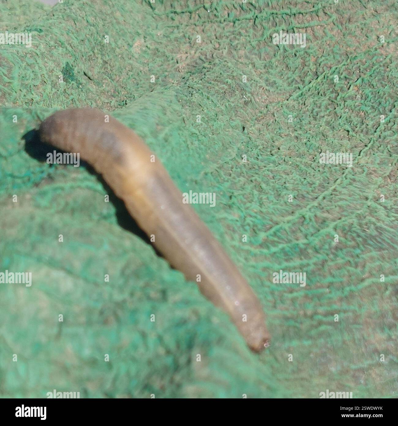 Insects (Insecta), Insecta, Witton-le-Wear, UK Stock Photo - Alamy