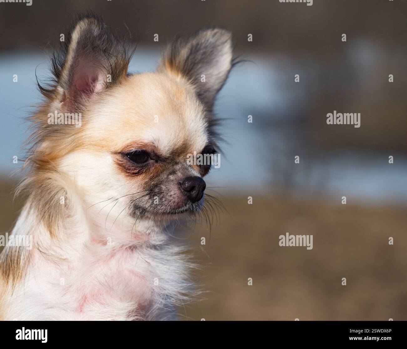 Long-haired color sable Chihuahua dog posing outdoors Stock Photo - Alamy
