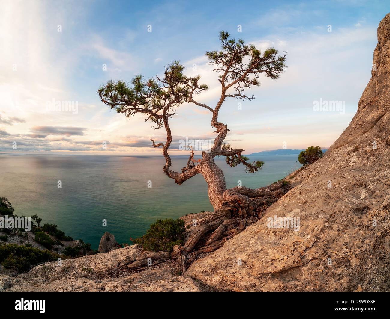 Amazing landscape with old dry pine on the rock. Beautiful Crimean pine ...