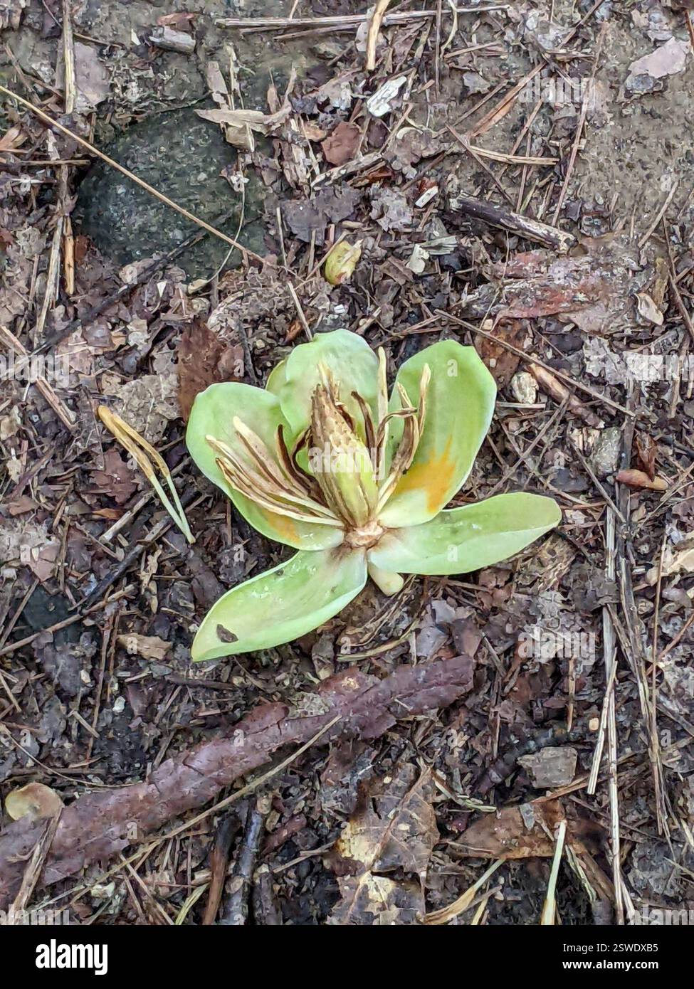 tulip tree (Liriodendron tulipifera), Plantae, Smokemont Campground ...