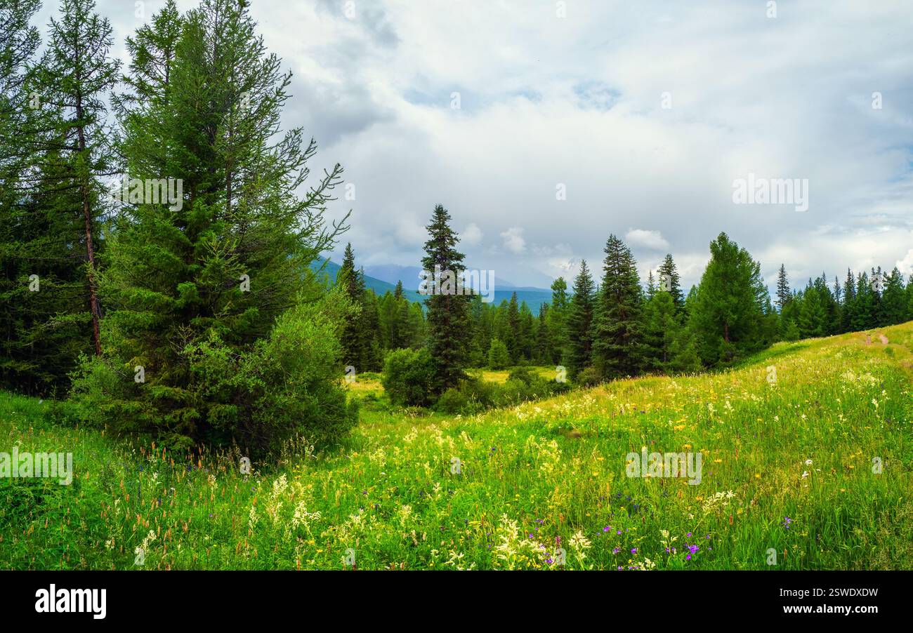 Atmospheric green forest landscape. Minimalist panoramic scenery with ...