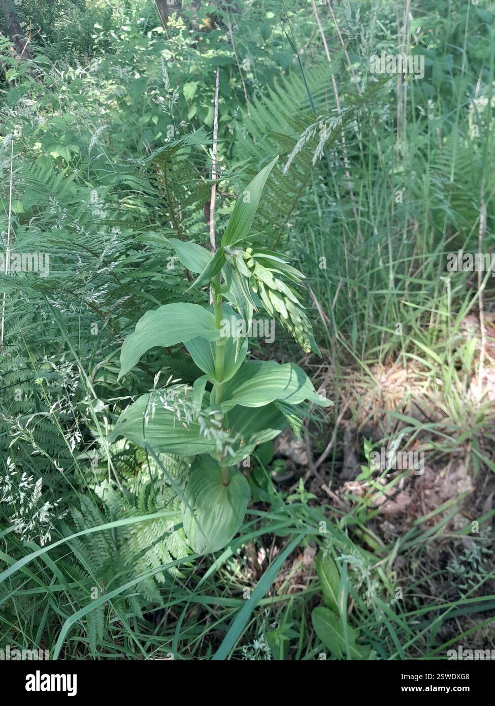 Broad-leaved helleborine (Epipactis helleborine), Plantae, Glasgow G4 ...