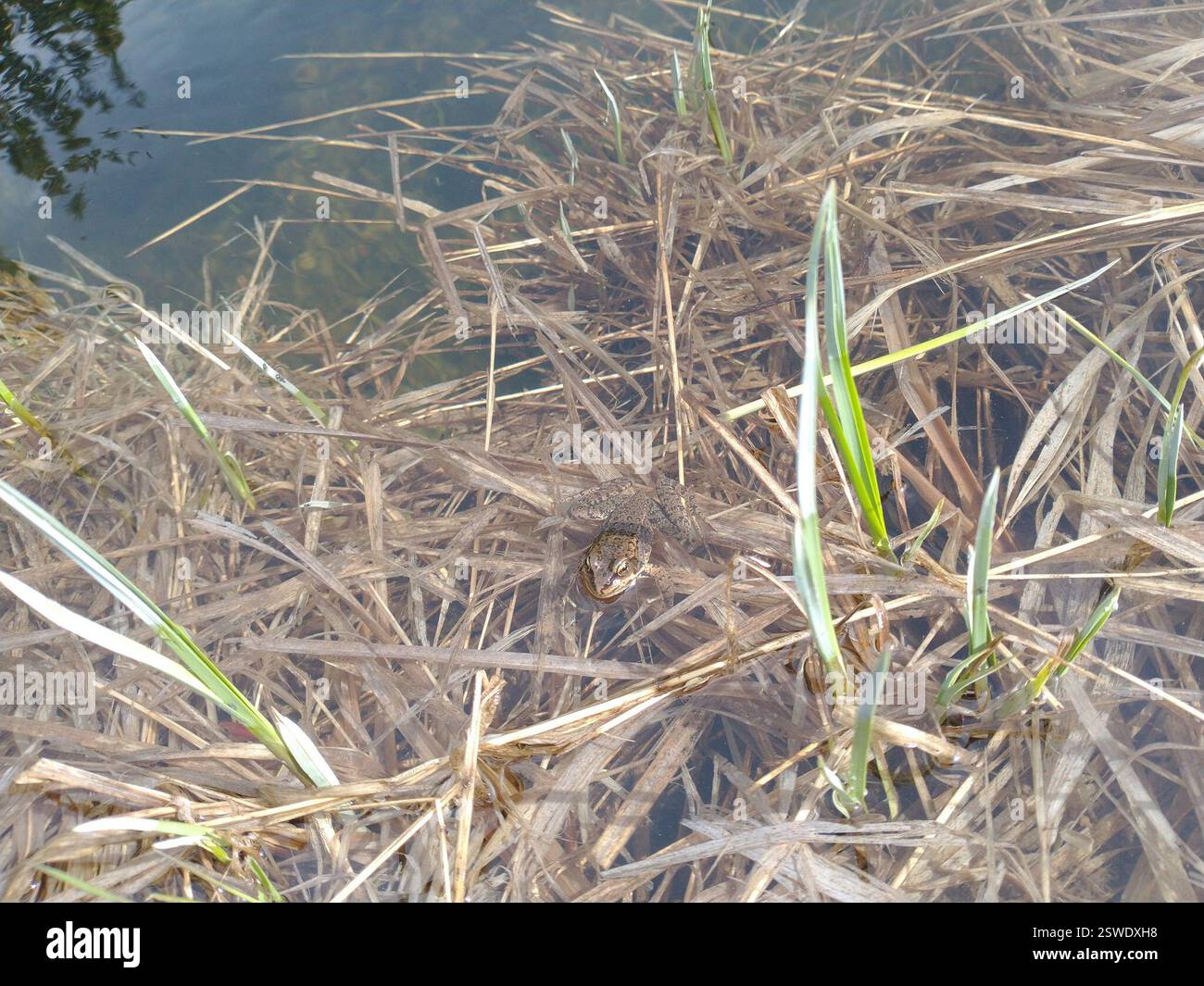Cascades Frog (Rana cascadae), Amphibia, Oregon, US Stock Photo - Alamy