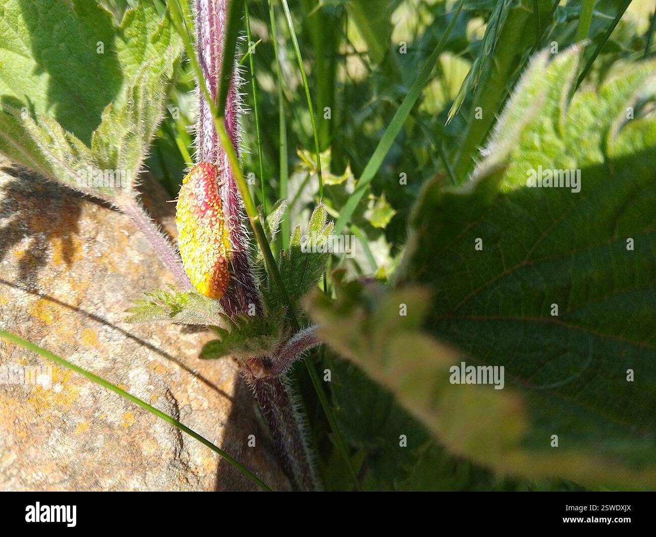 Nettle Clustercup Rust fungus (Puccinia urticata), Fungi, Redesdale ...