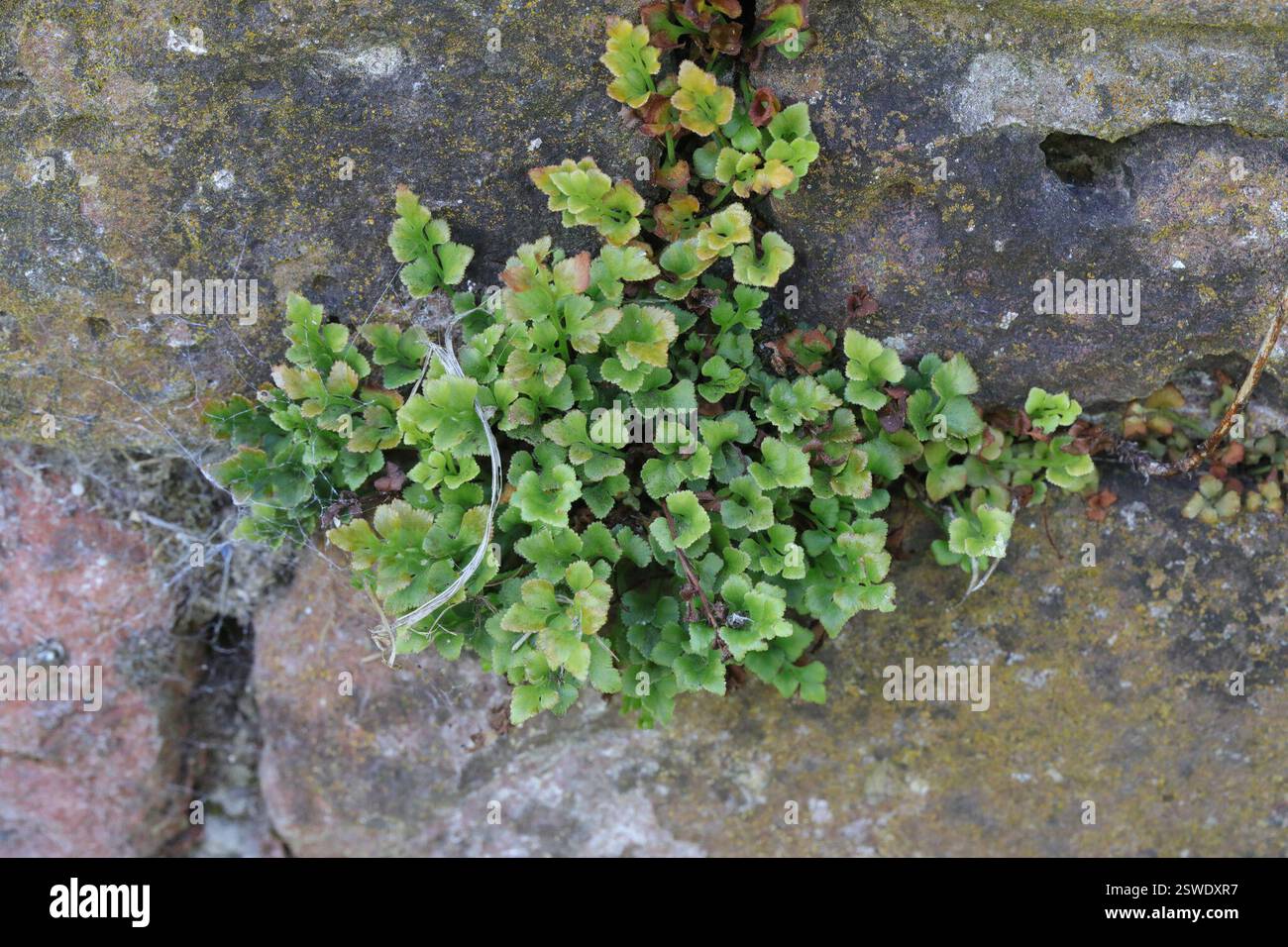 wall-rue (Asplenium ruta-muraria), Plantae, Spike Island, Lower Church ...