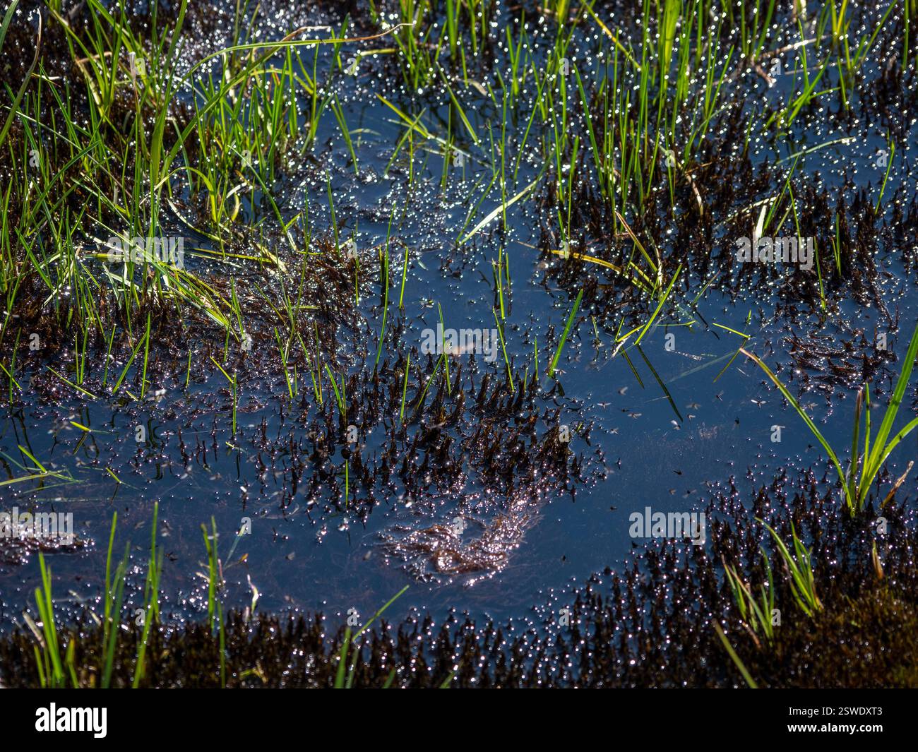 Puddle of oil with grass in nature. Oil coming to the surface on a ...