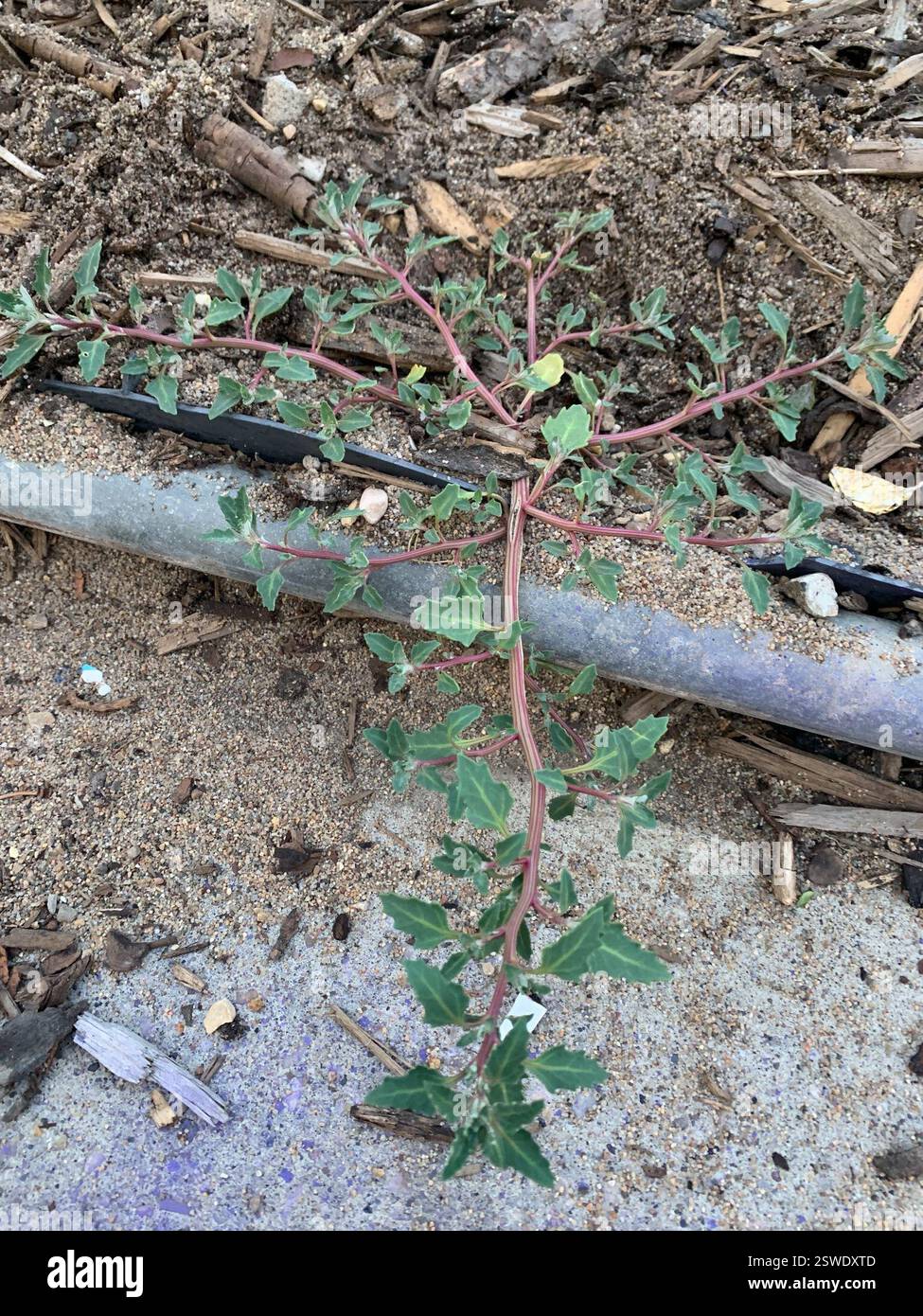 oak-leaved goosefoot (Oxybasis glauca), Plantae, Clareview Transit Ctr ...