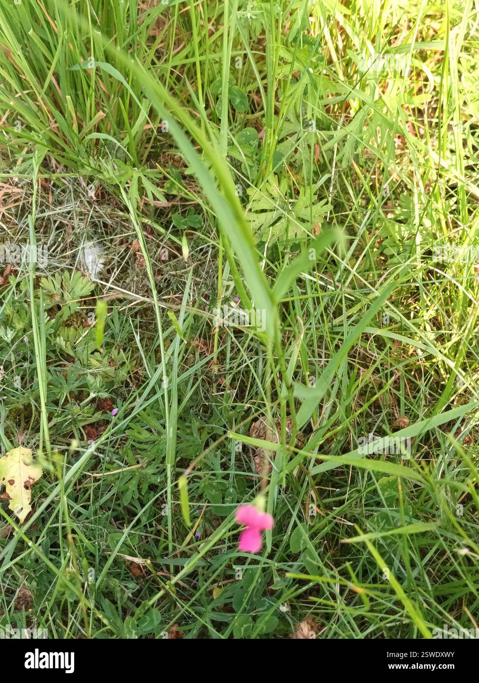 Grass Vetchling (Lathyrus nissolia), Plantae, British Antarctic Survey ...