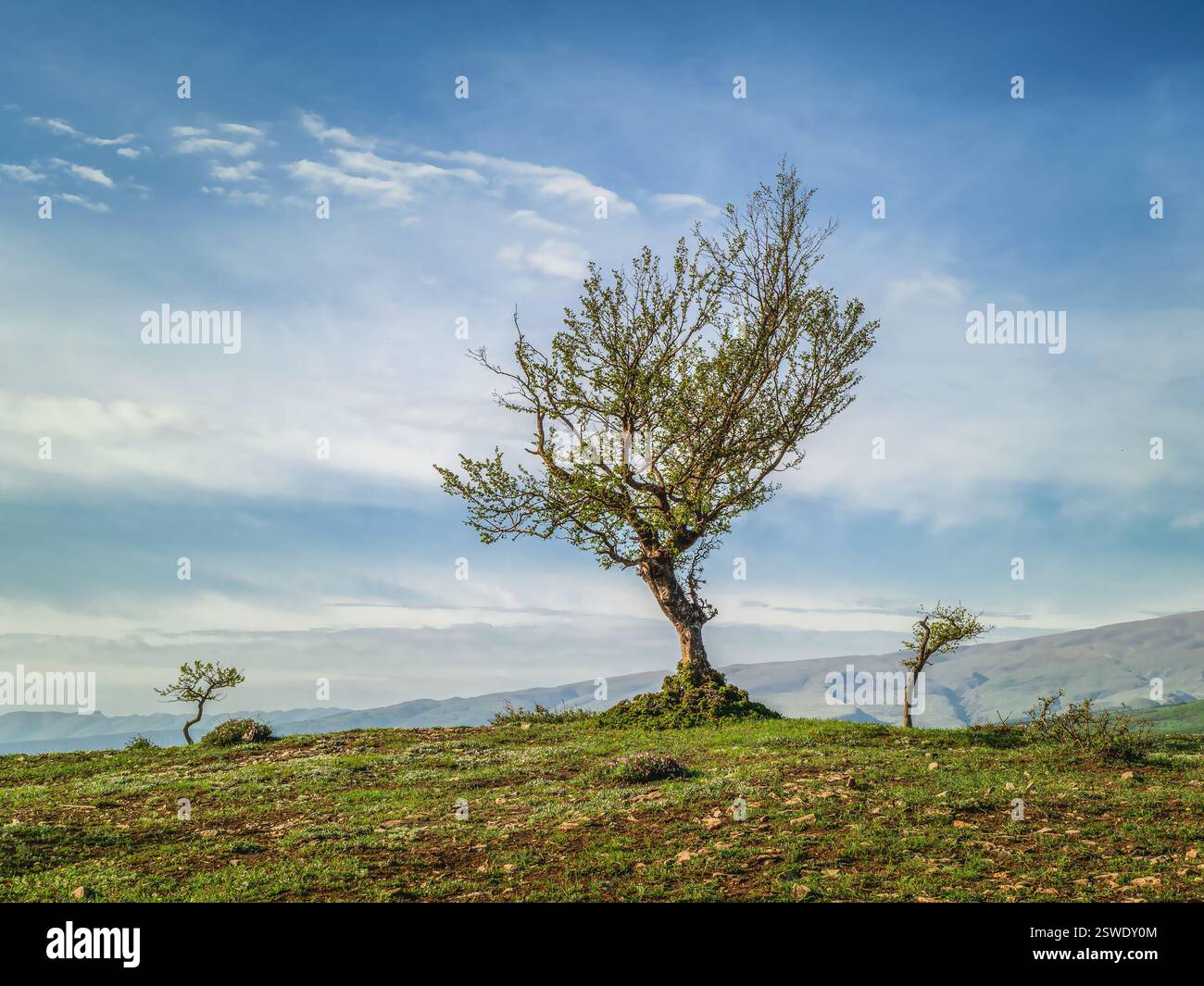 Fancy tree growing on top of the rock. High-altitude pasture Stock ...
