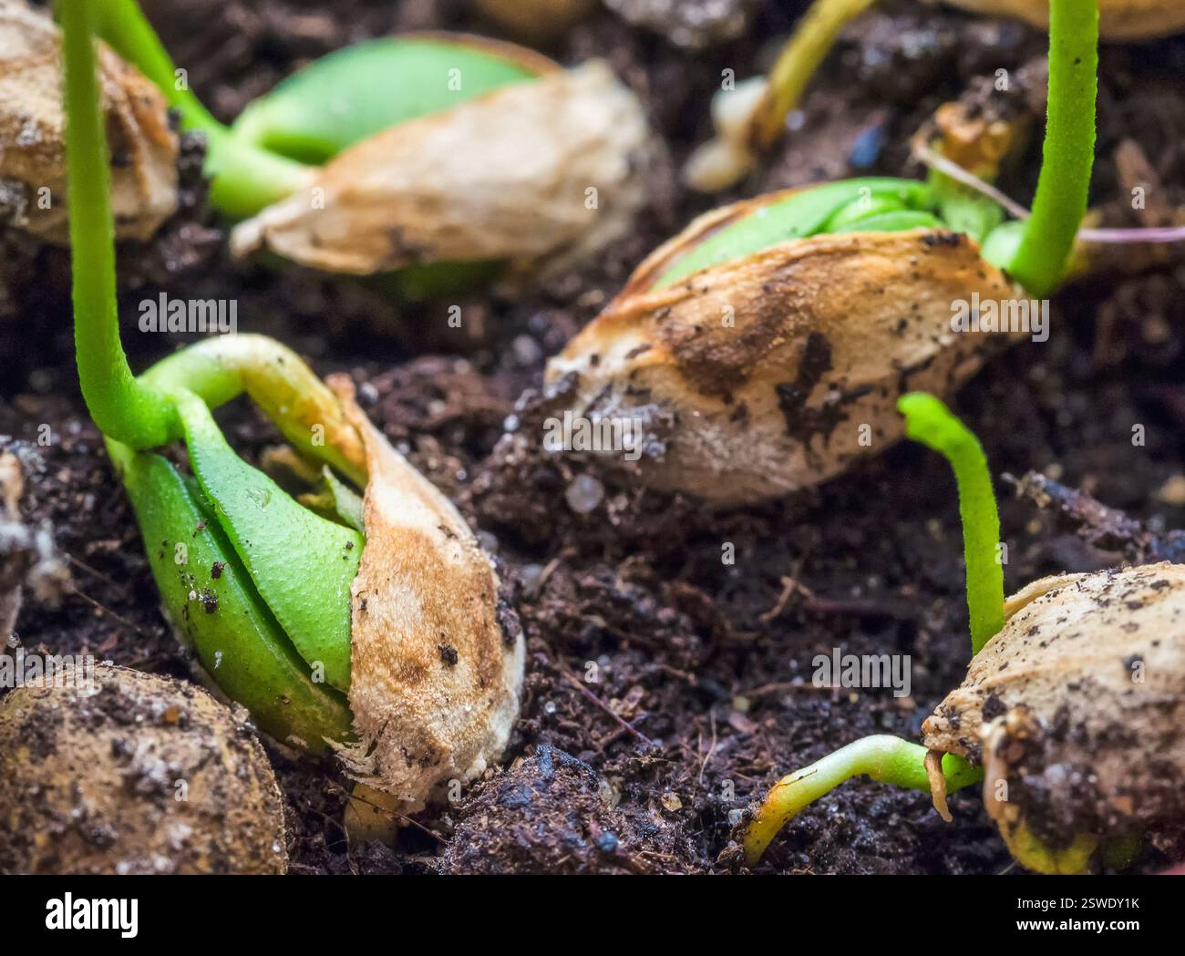 Germinate seeds hi-res stock photography and images - Alamy