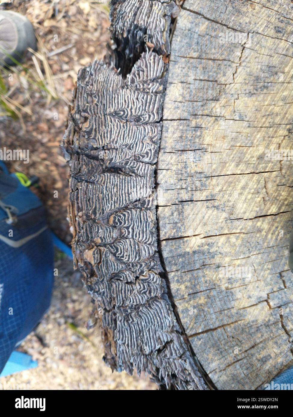 North Plateau Ponderosa Pine (Pinus ponderosa ponderosa), Plantae ...