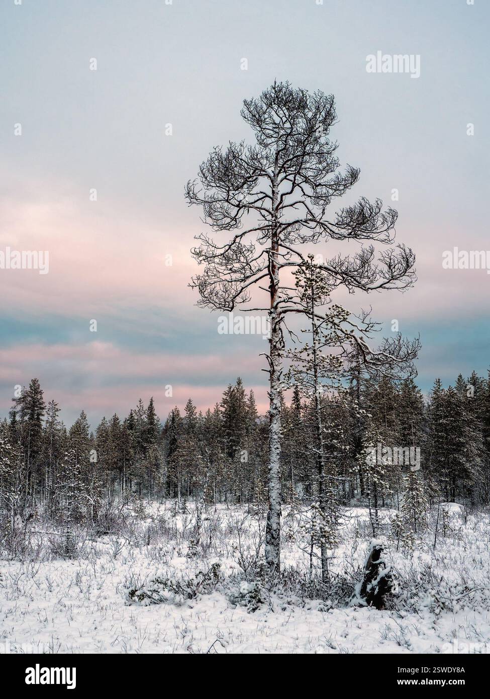Amazing Arctic landscape with a tree in the snow on a polar day Stock ...