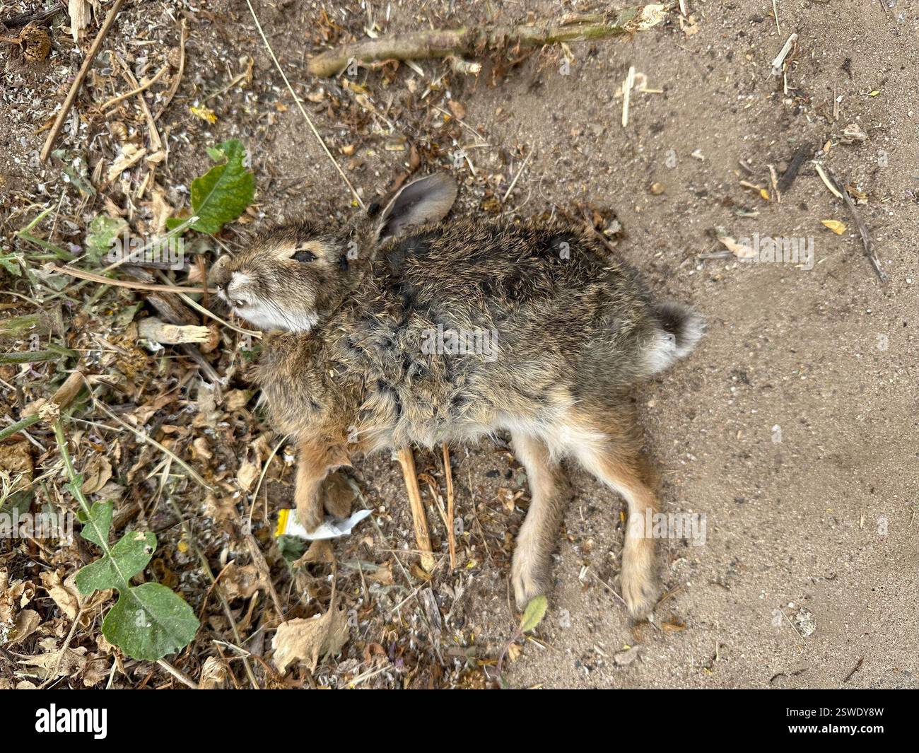 Desert Cottontail (Sylvilagus audubonii), Mammalia, Cabora Dr, Los ...