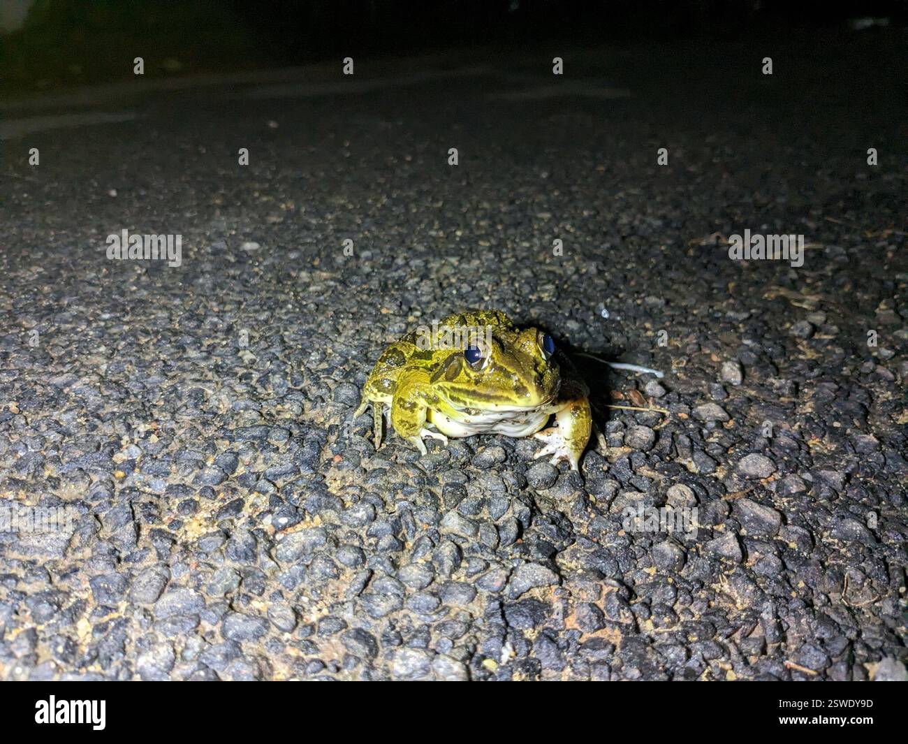 Indus Valley Bullfrog (Hoplobatrachus tigerinus), Amphibia, 6874+8Q9 ...