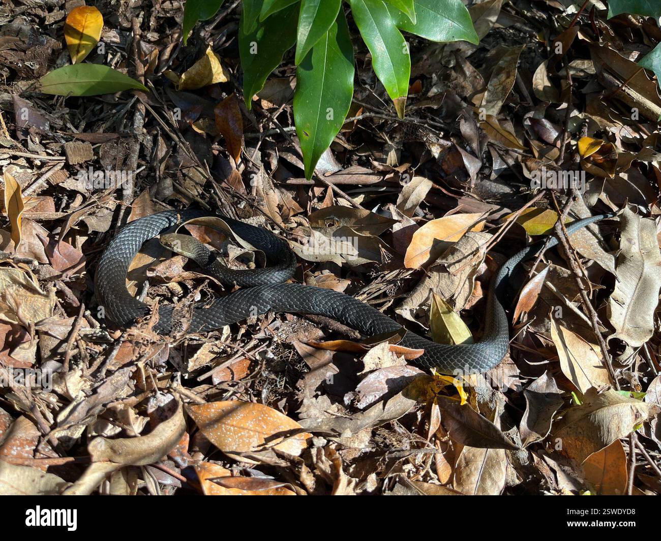 Marsh Snake (Hemiaspis signata), Reptilia, Tamborine Mountain Botanic ...