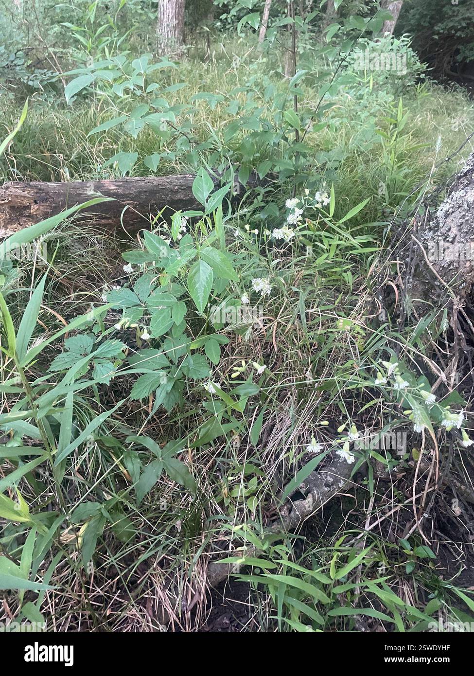 starry campion (Silene stellata), Plantae, S Razorback Rd, Fayetteville ...