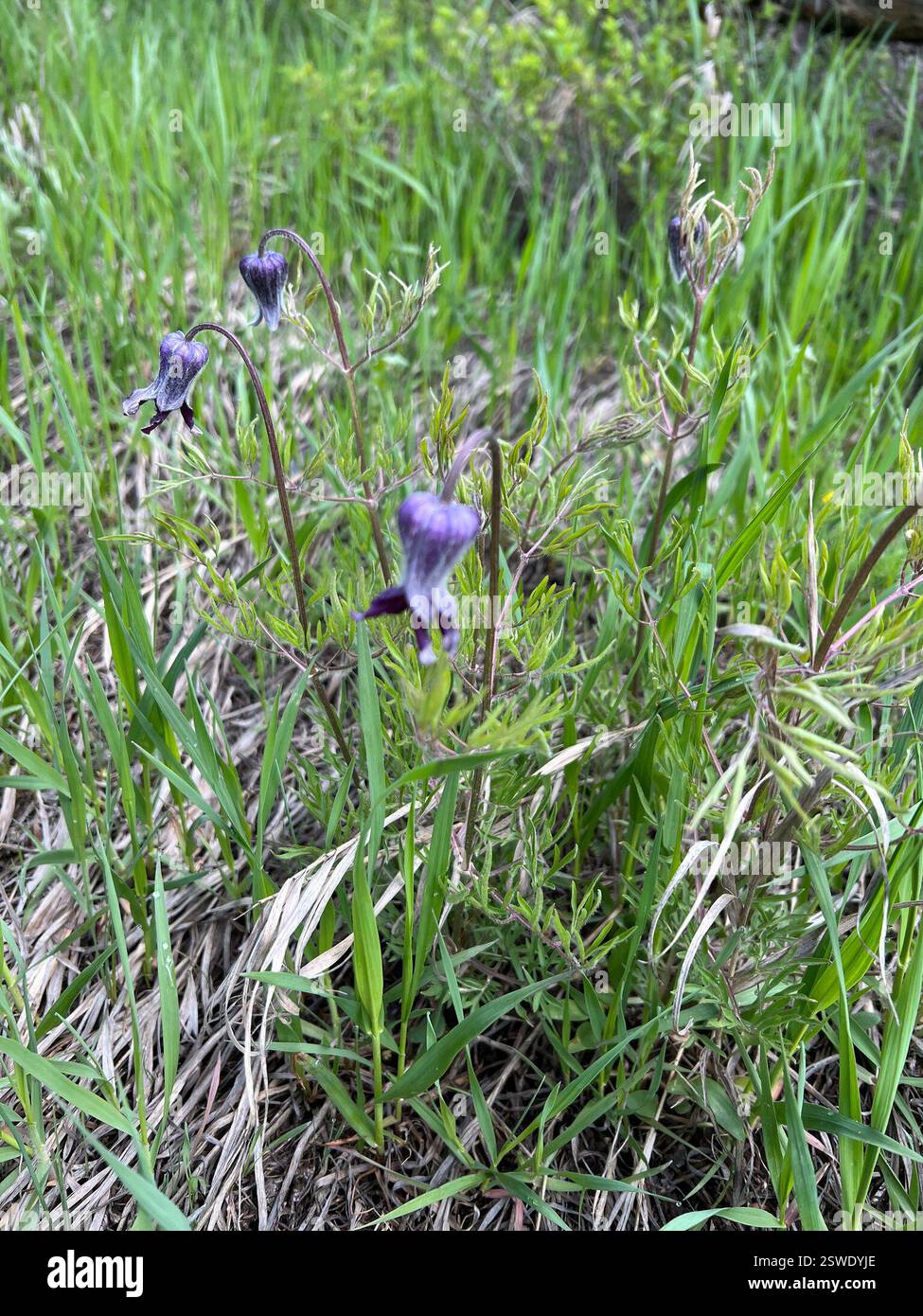 hairy clematis (Clematis hirsutissima), Plantae, Ashley National Forest ...
