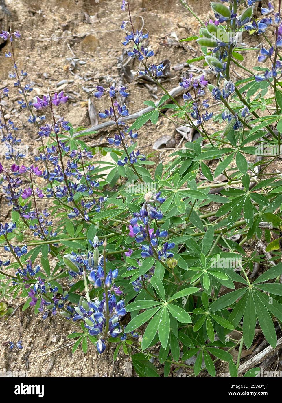 Broadleaf Lupine (Lupinus latifolius), Plantae, Carmel, CA, US, Lupine ...