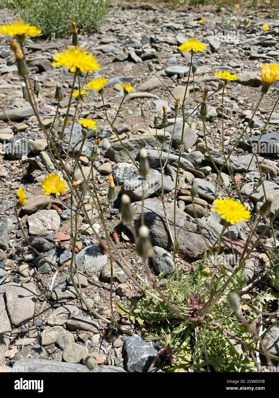 Beaked Hawksbeard (Crepis vesicaria), Plantae, Henry W. Coe State Park ...