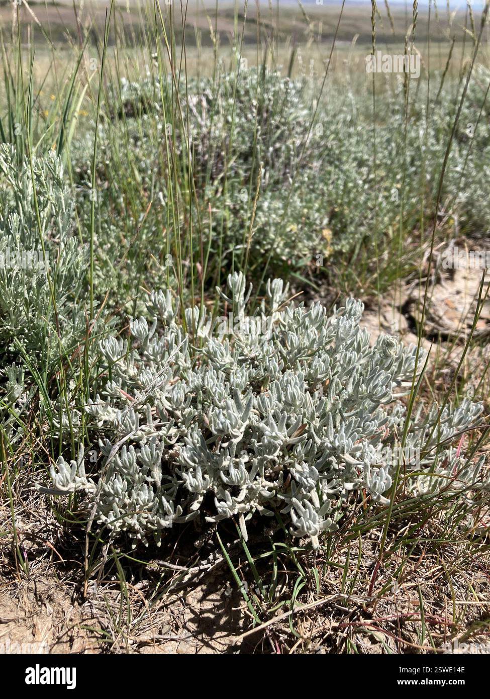 Winterfat (Krascheninnikovia lanata), Plantae, Saratoga, WY, US Stock ...
