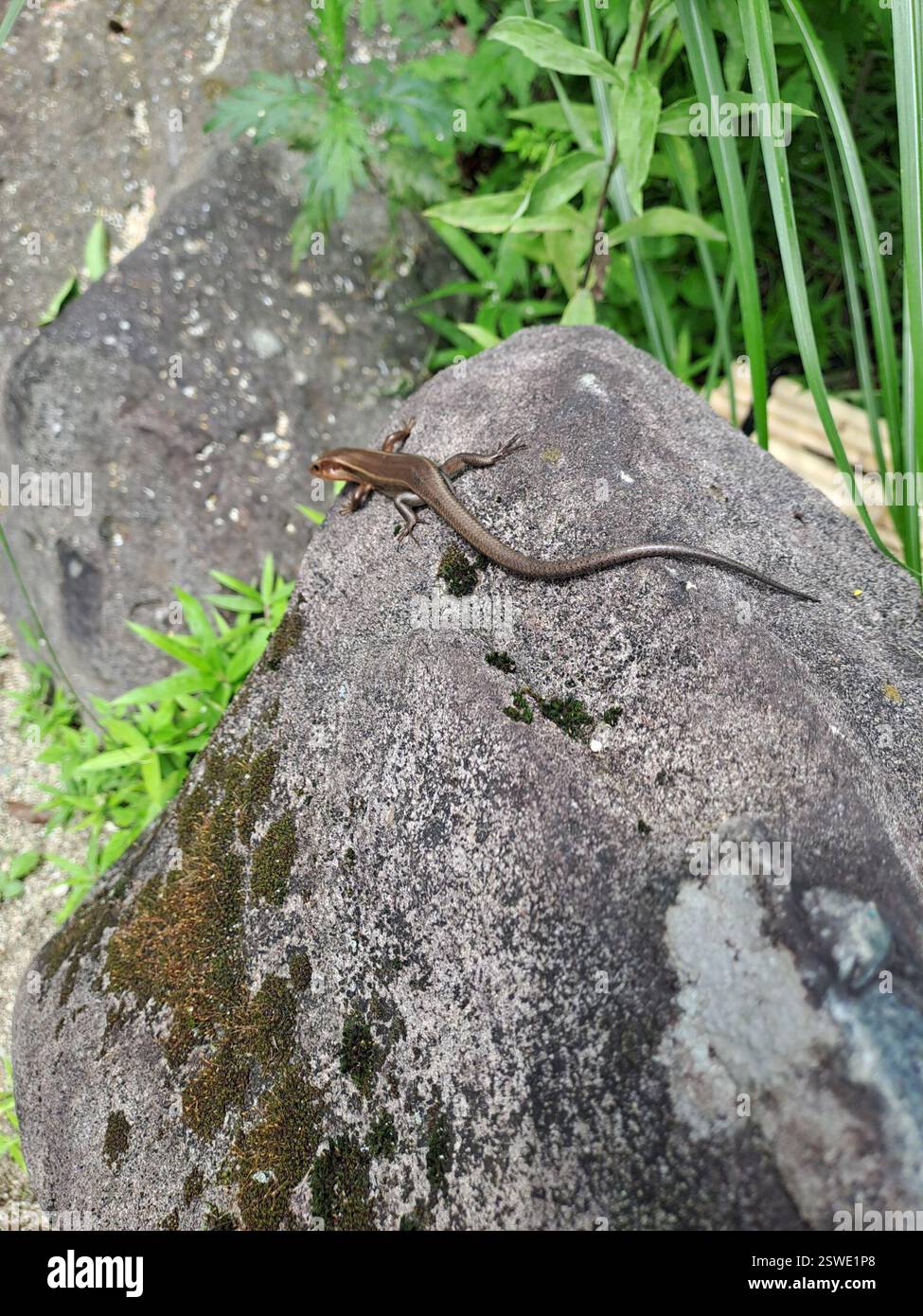 Japanese Skink (Plestiodon japonicus), Reptilia, Rice garden, 68 ...