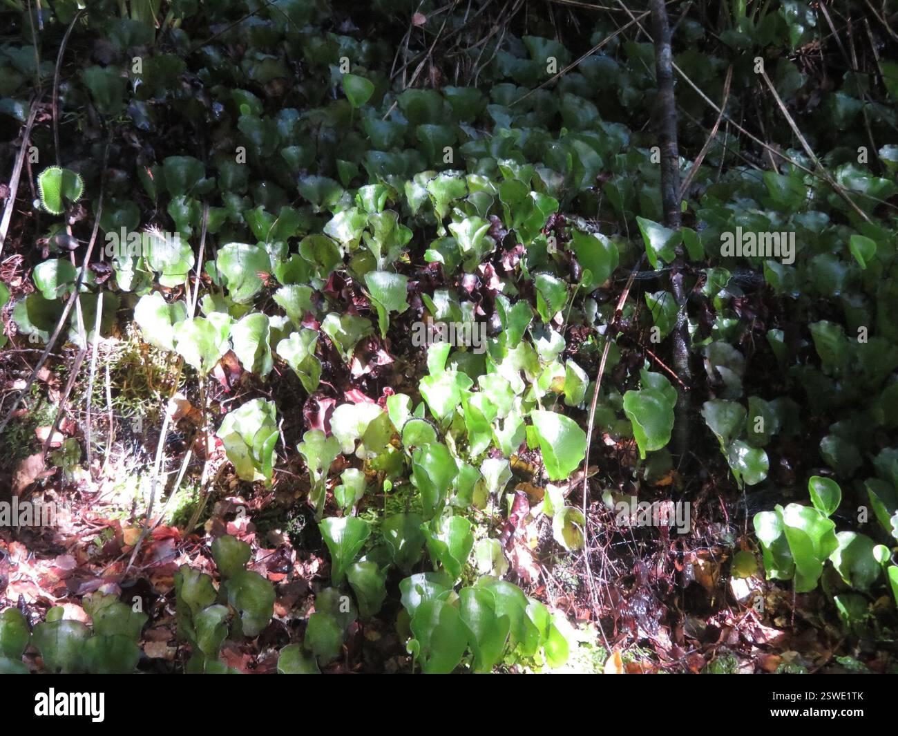 kidney fern (Hymenophyllum nephrophyllum), Plantae, Carterton 5791, New ...