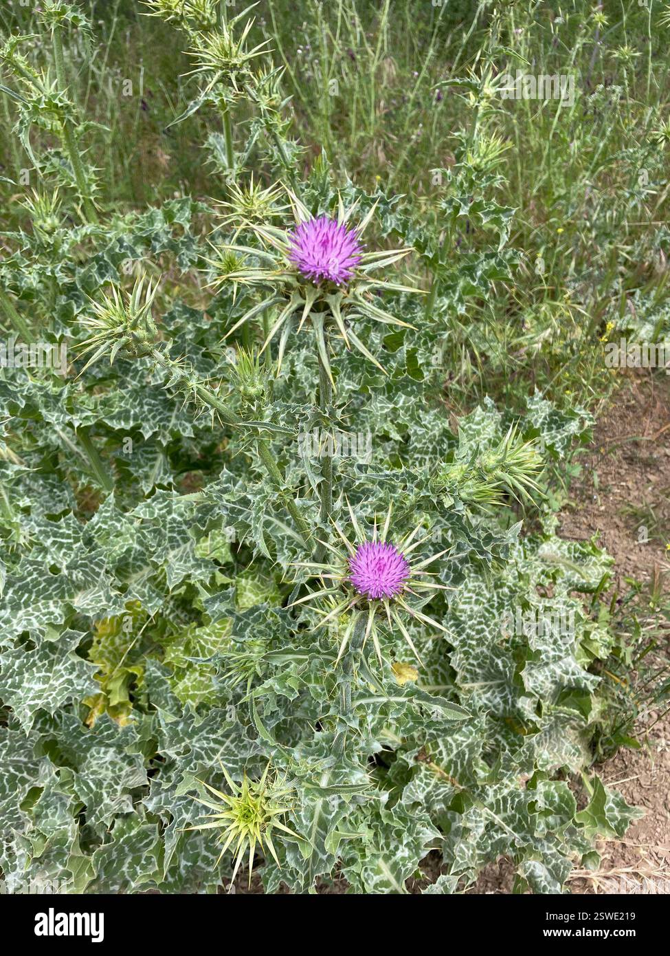 milk thistle (Silybum marianum), Plantae, Henry W. Coe State Park ...