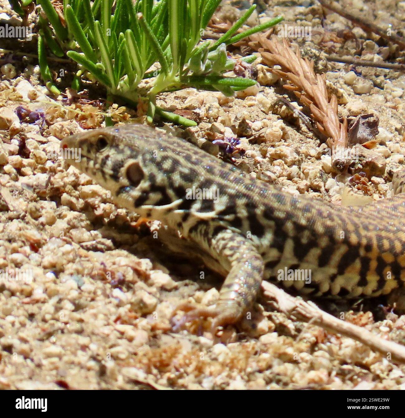 Western whiptail lizard hi-res stock photography and images - Alamy