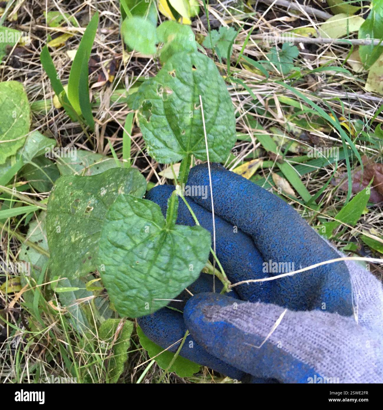 Black-eyed Susan vine (Thunbergia alata), Plantae, Leigh Reserve ...