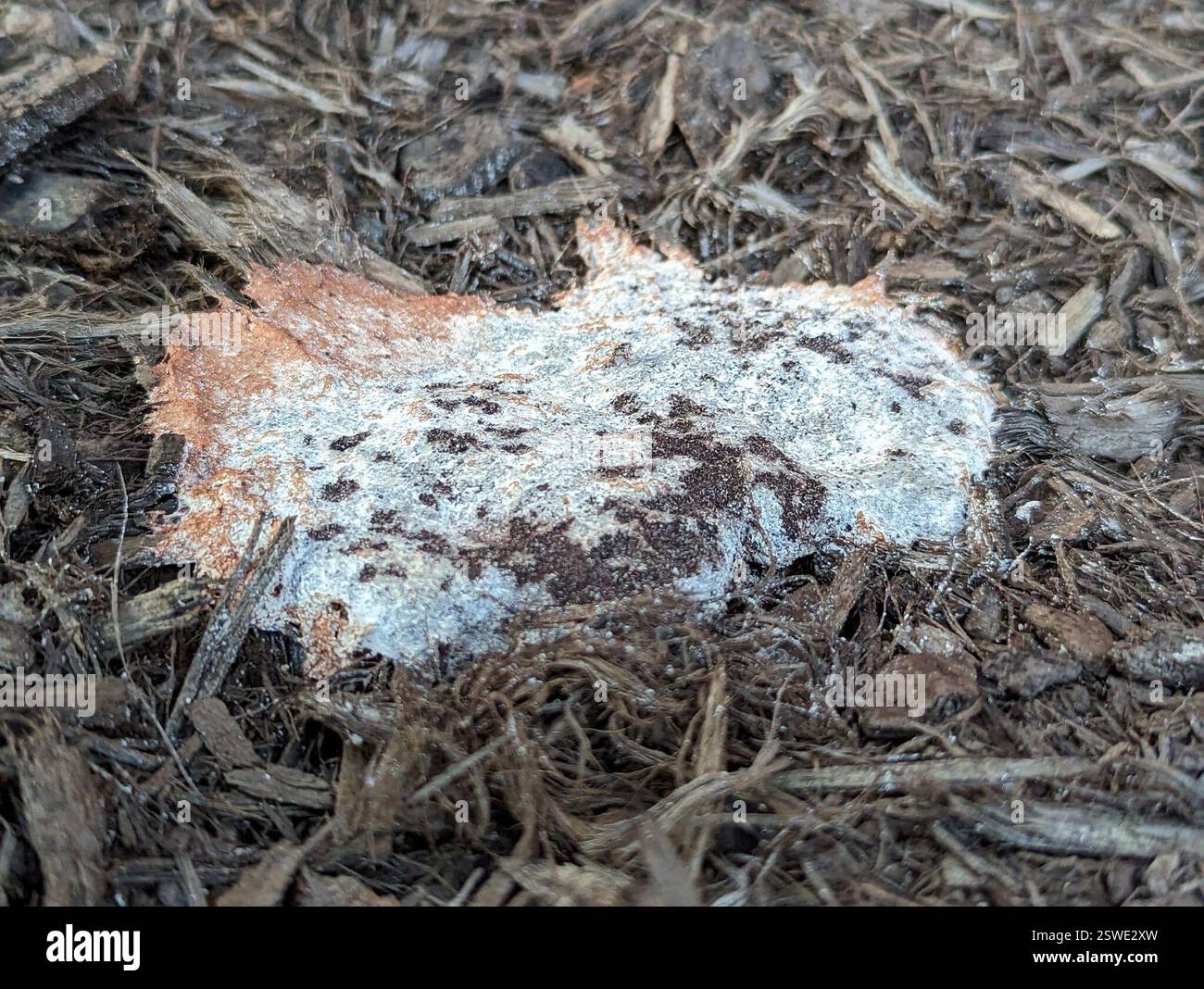(Physaraceae), Protozoa, Bradfield Hall, Ithaca, NY 14850, USA Stock ...