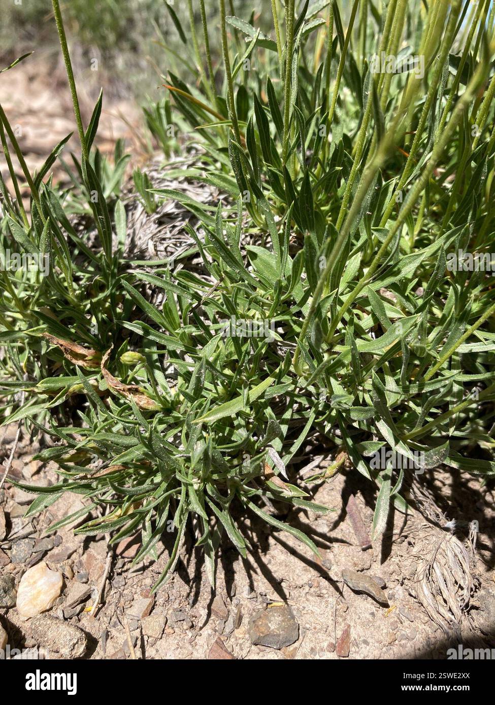 Stemless Mock Goldenweed (Stenotus acaulis), Plantae, Saratoga, WY, US ...