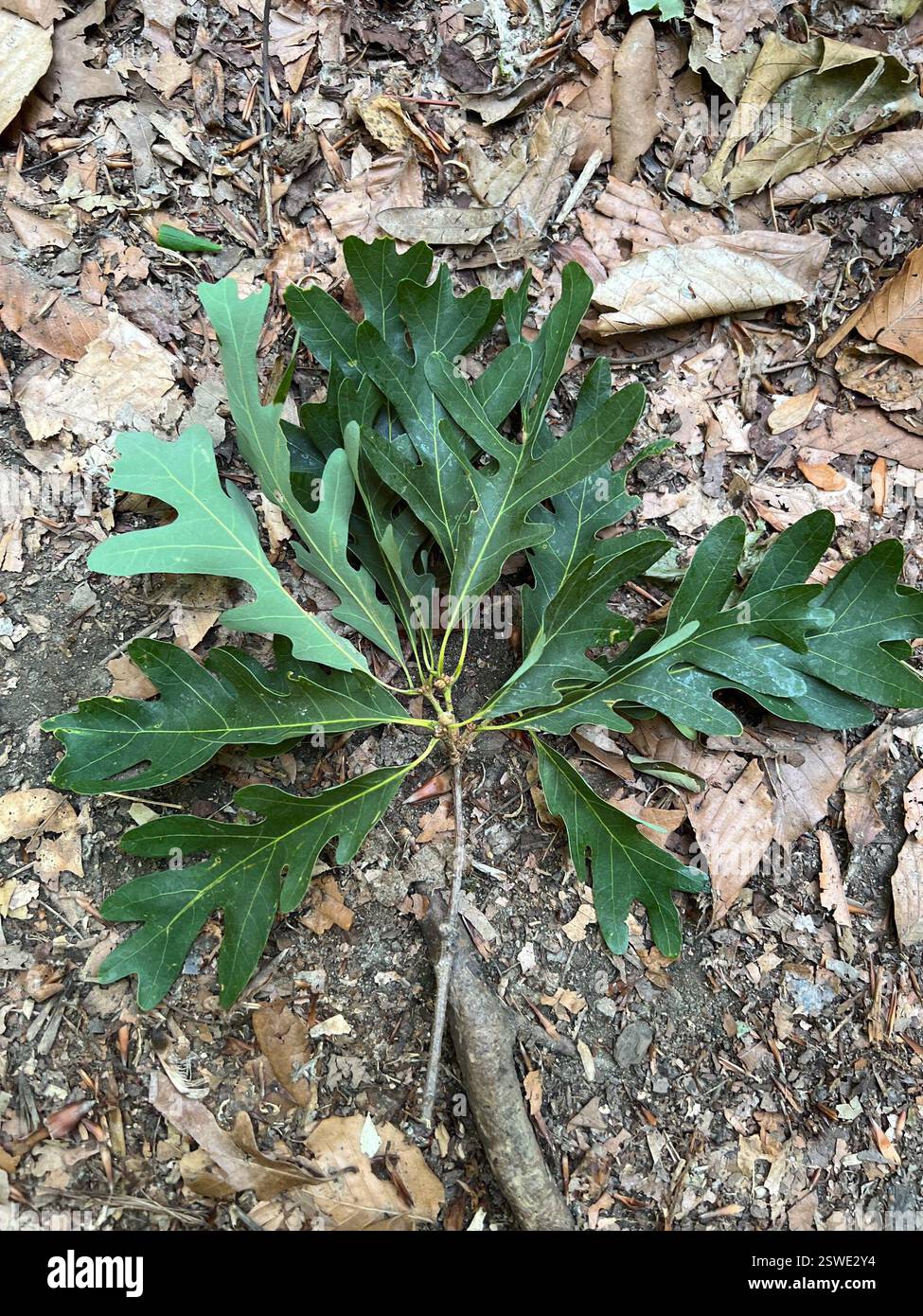 white oak (Quercus alba), Plantae, Druid Hill Park, Baltimore, MD, USA ...