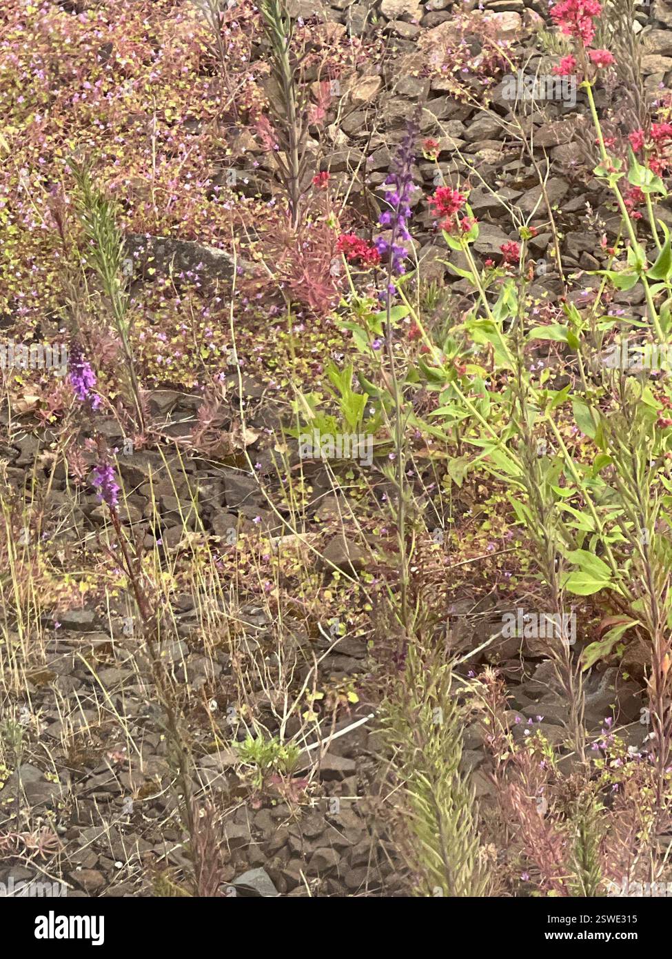 Purple Toadflax (Linaria purpurea), Plantae, Wakefield Westgate ...